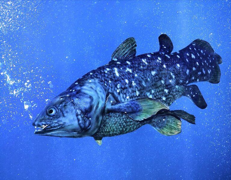 Coelacanths: Fish That Haven’t Changed in 400 Million Years – Extreme ...