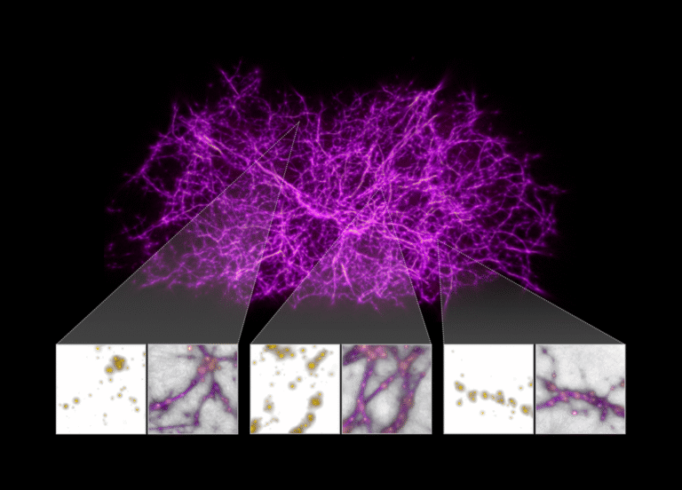 The Slime Mold That Solves Mazes Without a Brain – Extreme Animal Records