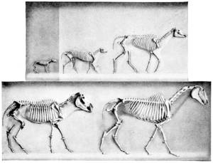 Why Some Species Reverse Evolution When Under Stress – Extreme Animal ...