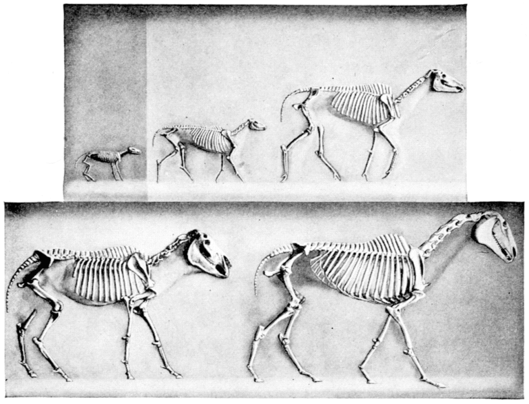 Why Some Species Reverse Evolution When Under Stress – Extreme Animal ...