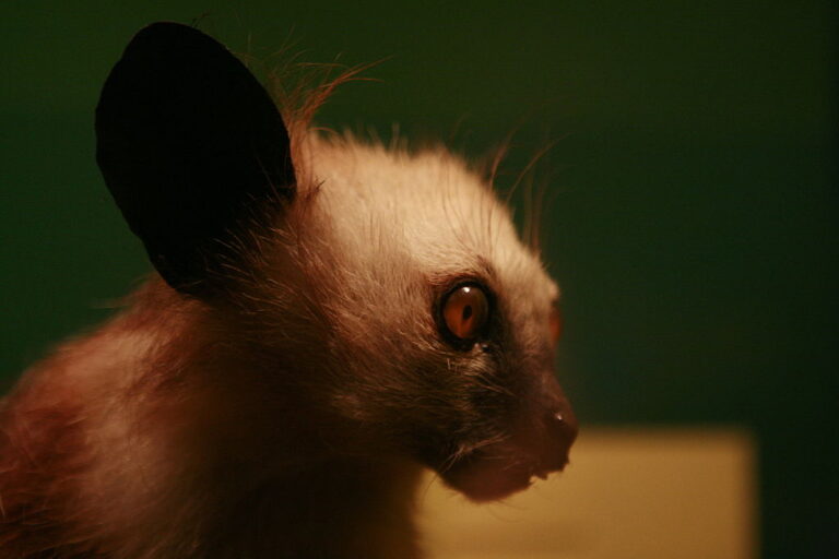 The Aye-Aye Uses Its Finger Like a Skeleton Key to Hunt in the Dark ...