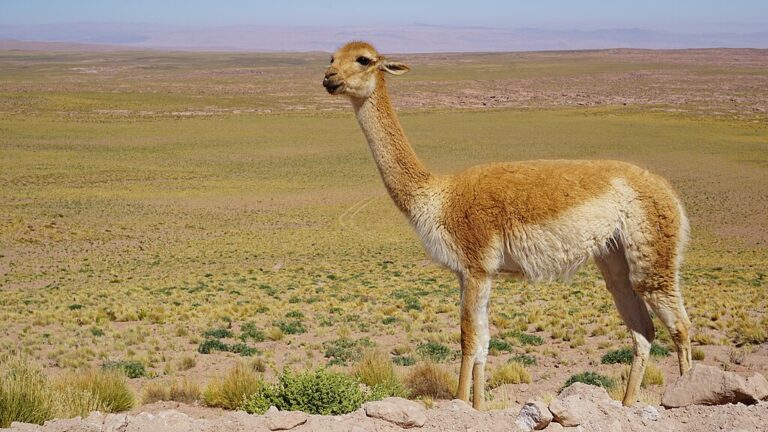 10 High-Altitude Animals vs. 10 Deepest-Dwelling Creatures – Extreme ...