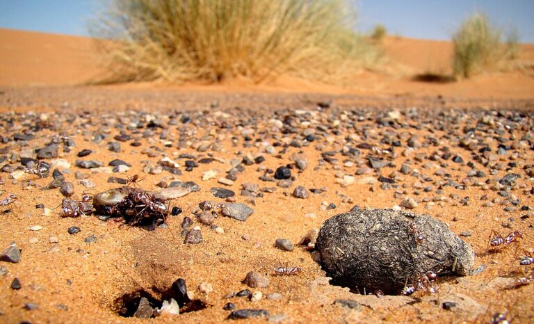 14 Creatures That Can Survive Space, Radiation, or Boiling Acid ...
