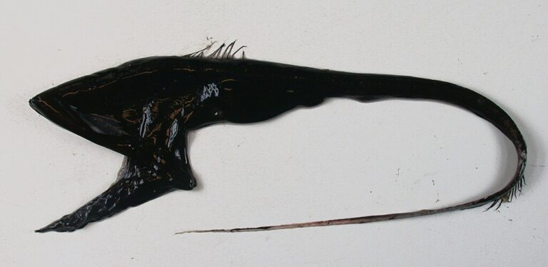 The Gulper Eel Can Swallow Prey Bigger Than Itself With Its Balloon ...