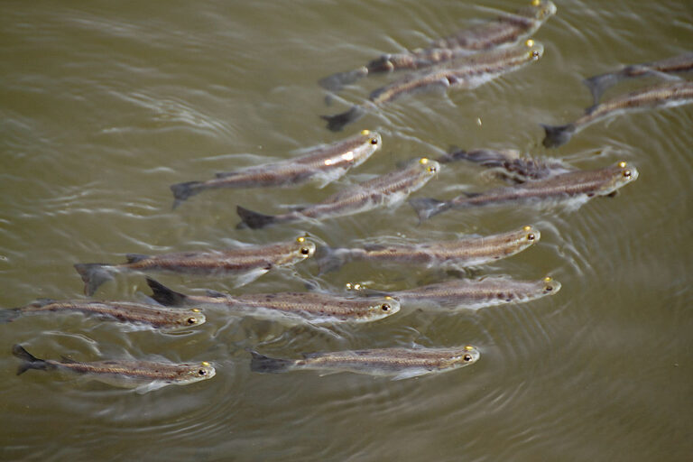 The Four-Eyed Fish Can See Above and Below Water at the Same Time ...
