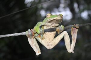 The Flying Frog Can Glide Between Trees Like a Parachuting Leaf ...