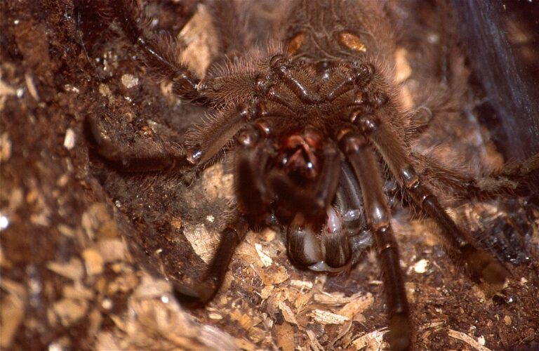 The World’s Largest Spider and Its Record-Breaking Web – Extreme Animal ...