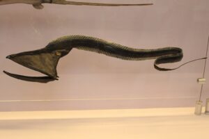 The Gulper Eel Can Swallow Prey Bigger Than Itself With Its Balloon ...