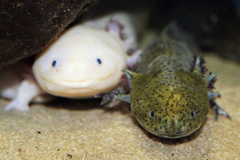 Meet the Axolotl: The Amphibian That Never Grows Up – Extreme Animal ...