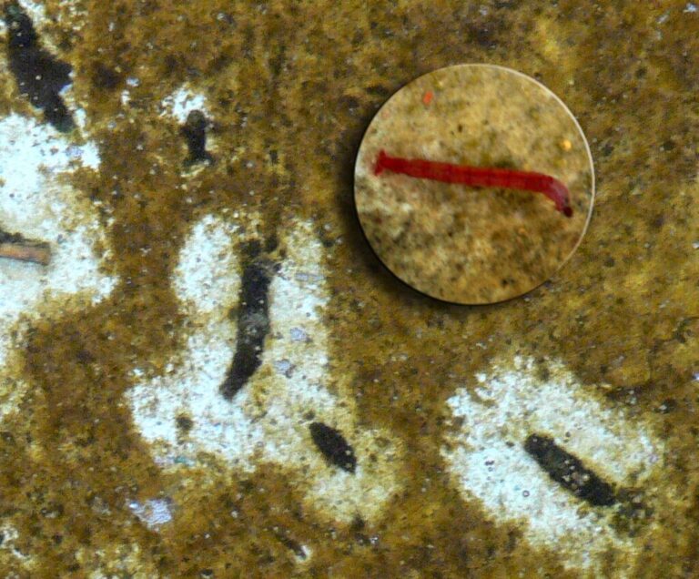 14 Creatures That Can Survive Space, Radiation, or Boiling Acid ...