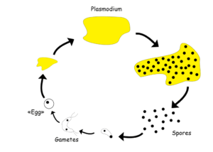 The Slime Mold That Solves Mazes Without a Brain – Extreme Animal Records