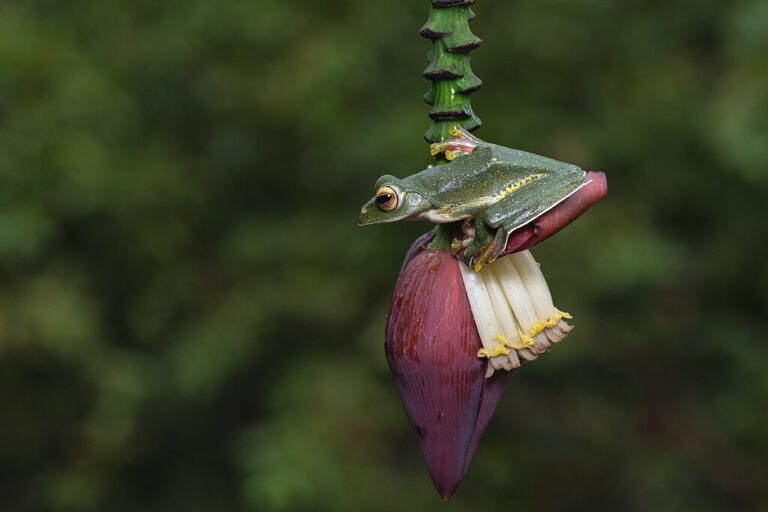The Flying Frog Can Glide Between Trees Like a Parachuting Leaf ...