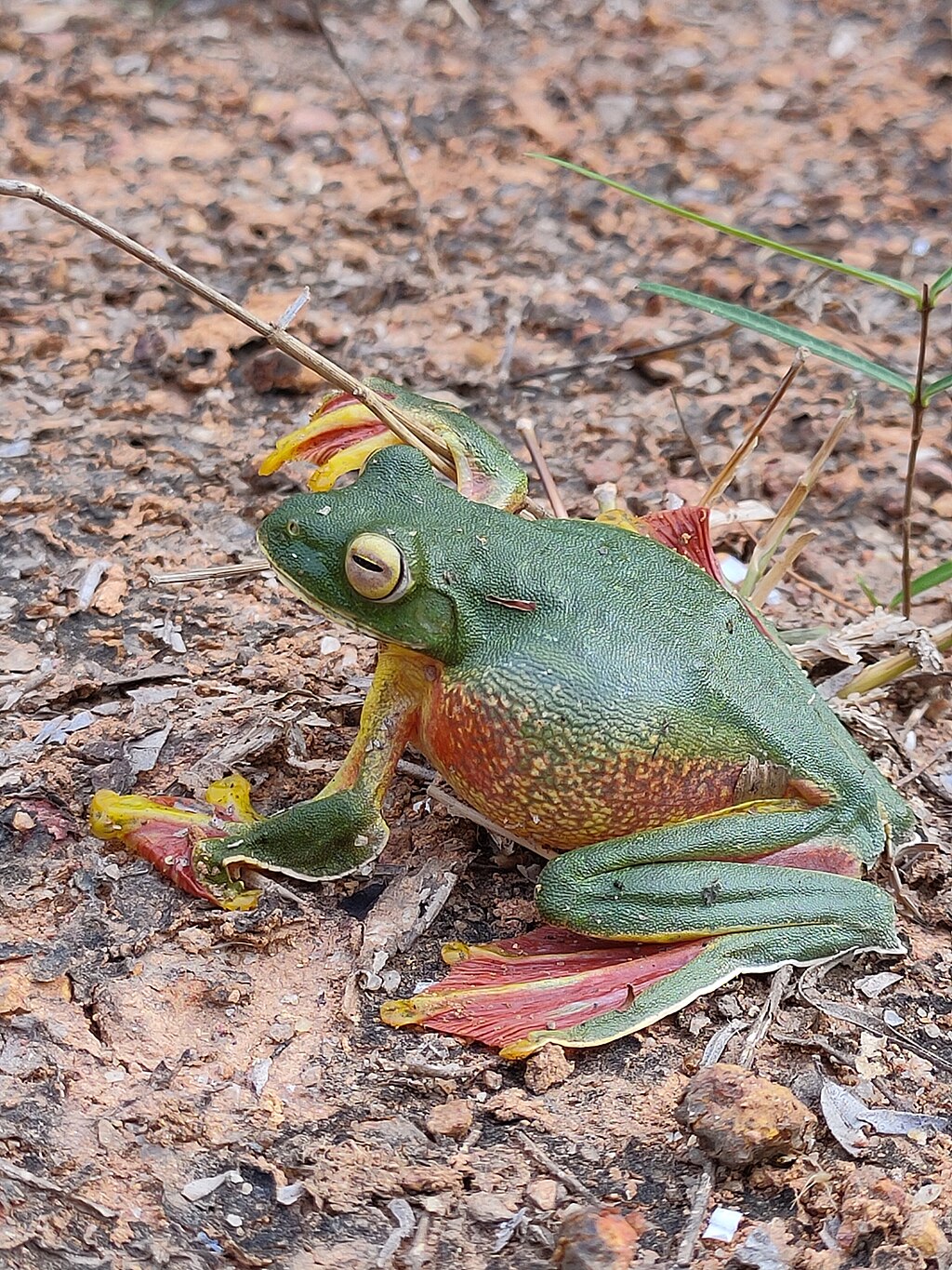 The Flying Frog Can Glide Between Trees Like a Parachuting Leaf ...
