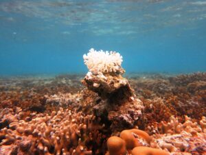 The Cone Snail Can Kill With a Harpoon-Tipped Tooth—In Just Seconds ...