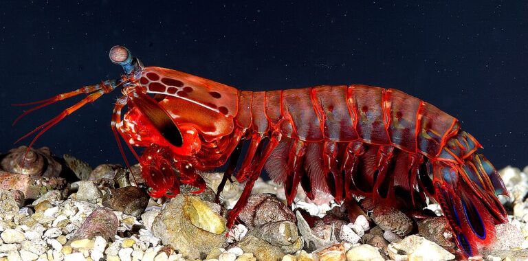 Meet the Mantis Shrimp: An Invertebrate That Sees More Colors Than ...