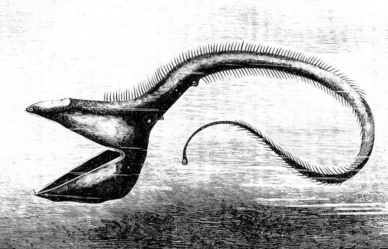 The Gulper Eel Can Swallow Prey Bigger Than Itself With Its Balloon ...