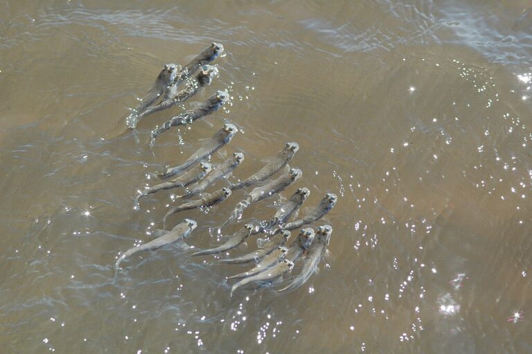 The Four-Eyed Fish Can See Above and Below Water at the Same Time ...