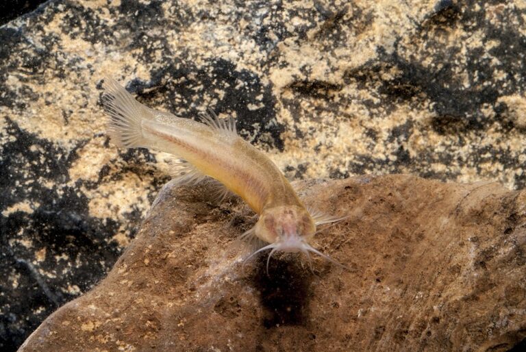 Meet the Candiru Known as The Parasitic Fish That’s the Stuff of ...