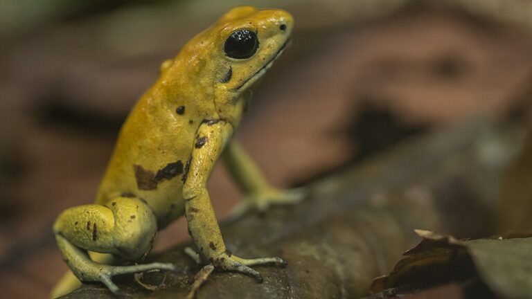 This Poison Frog Can Kill 10 Men Yet It’s the Size of a Paperclip ...