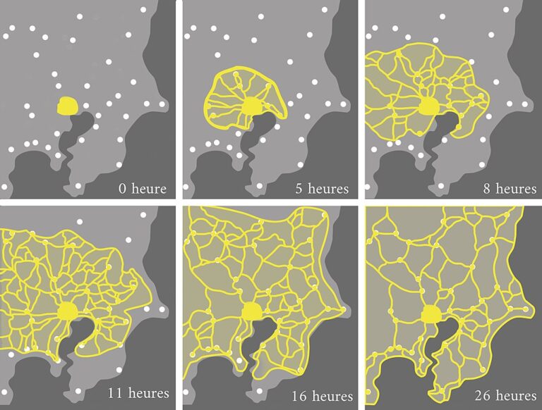 The Slime Mold That Solves Mazes Without a Brain – Extreme Animal Records