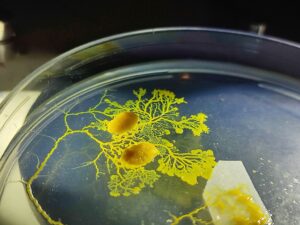 The Slime Mold That Solves Mazes Without a Brain – Extreme Animal Records