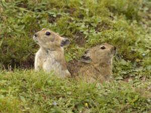 10 High-Altitude Animals vs. 10 Deepest-Dwelling Creatures – Extreme ...