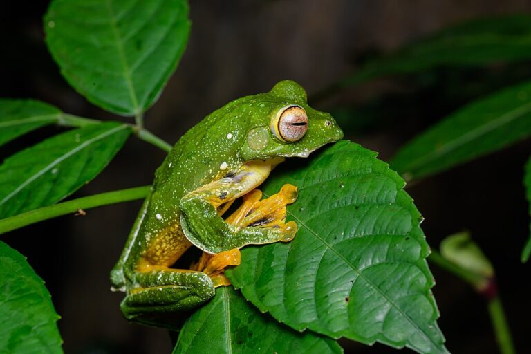The Flying Frog Can Glide Between Trees Like a Parachuting Leaf ...