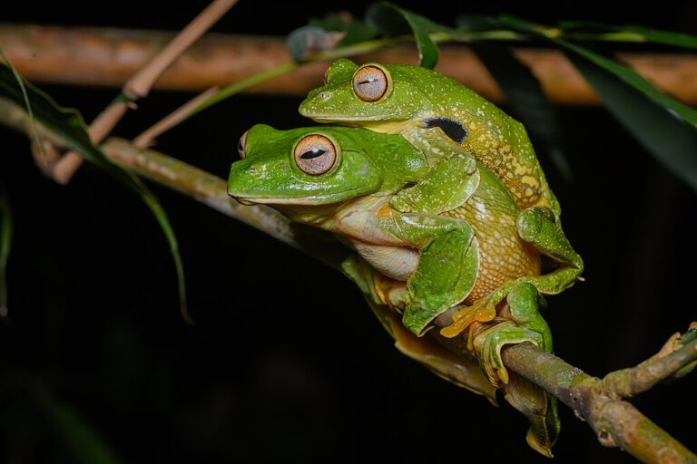 The Flying Frog Can Glide Between Trees Like a Parachuting Leaf ...