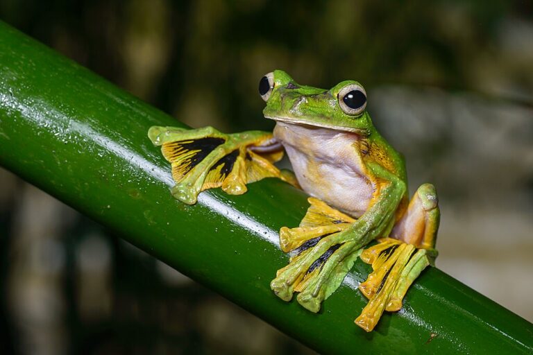 The Flying Frog Can Glide Between Trees Like a Parachuting Leaf ...