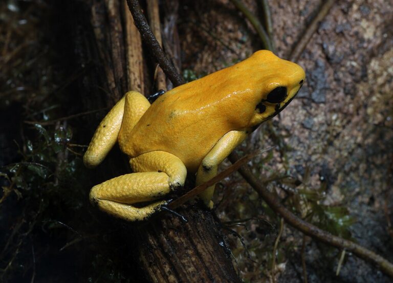 This Poison Frog Can Kill 10 Men Yet It’s the Size of a Paperclip ...