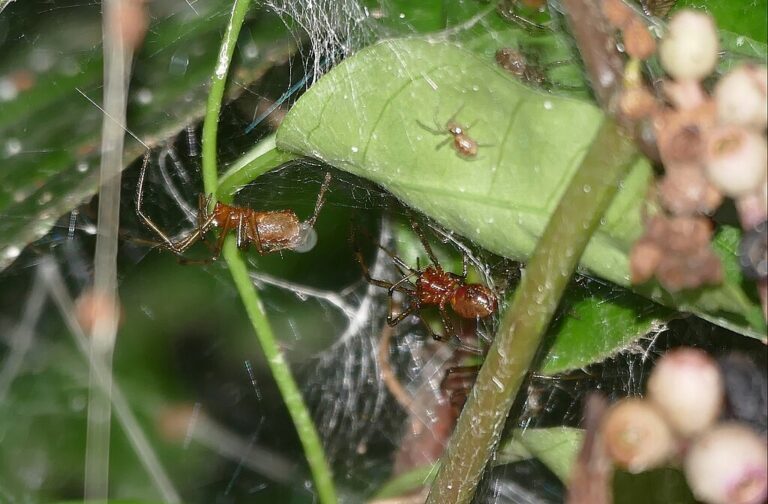 The World’s Largest Spider and Its Record-Breaking Web – Extreme Animal ...