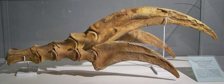Therizinosaurus Had Giant Claws but Ate Plants—Probably – Extreme ...