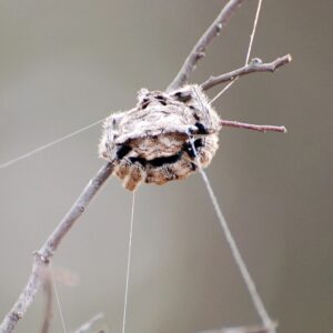 The World’s Largest Spider and Its Record-Breaking Web – Extreme Animal ...