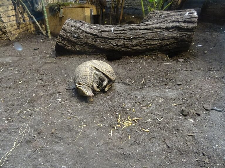 This Armadillo Can Curl Into a Perfect Ball to Escape Predators ...
