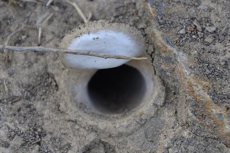 The Trapdoor Spider Waits in Silence for Years and Then Strikes in a ...