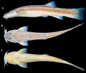 Meet the Candiru Known as The Parasitic Fish That’s the Stuff of ...