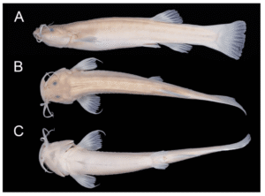 Meet the Candiru Known as The Parasitic Fish That’s the Stuff of ...