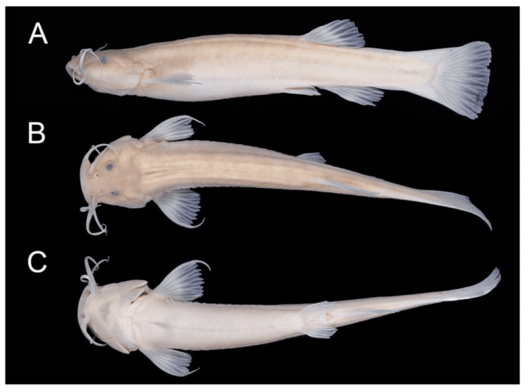 Meet the Candiru Known as The Parasitic Fish That’s the Stuff of ...