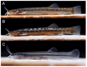 Meet the Candiru Known as The Parasitic Fish That’s the Stuff of ...