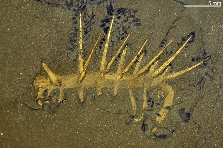The Cambrian Explosion Gave Rise to Some of the Weirdest Creatures in ...