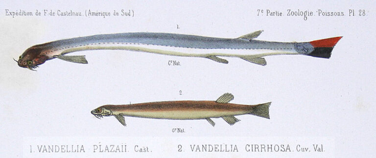 Meet the Candiru Known as The Parasitic Fish That’s the Stuff of ...