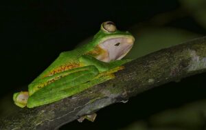The Flying Frog Can Glide Between Trees Like a Parachuting Leaf ...