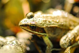 The Frog That Freezes Solid and Comes Back to Life – Extreme Animal Records