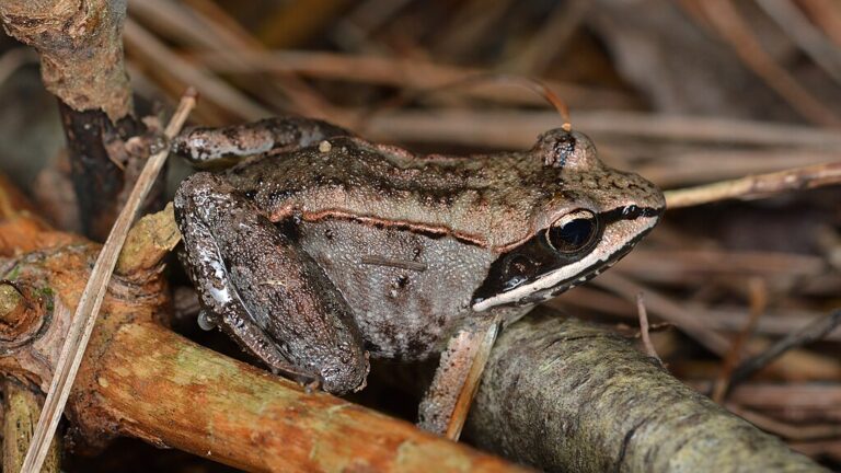 The Frog That Freezes Solid and Comes Back to Life – Extreme Animal Records