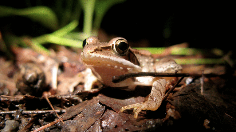 The Frog That Freezes Solid and Comes Back to Life – Extreme Animal Records