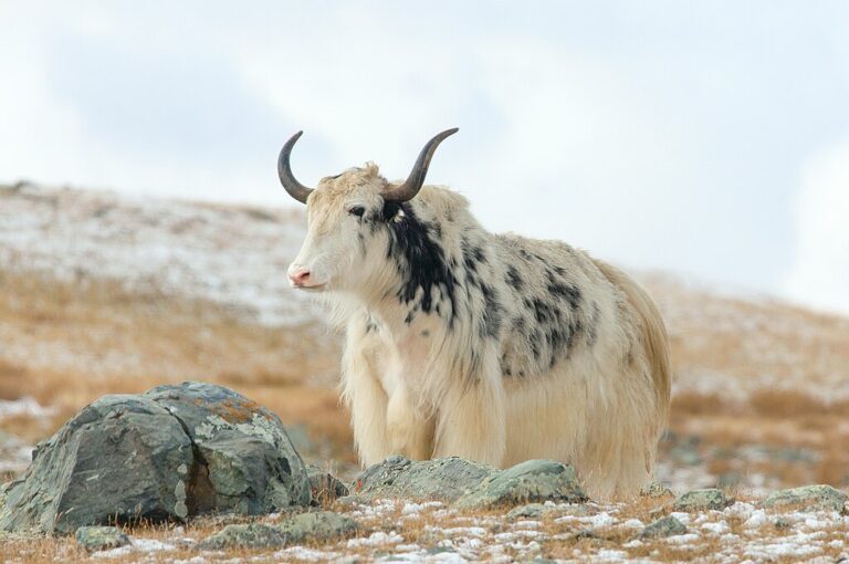 10 High-Altitude Animals vs. 10 Deepest-Dwelling Creatures – Extreme ...