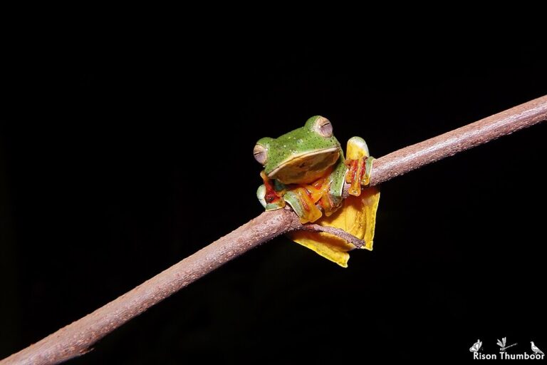 The Flying Frog Can Glide Between Trees Like a Parachuting Leaf ...