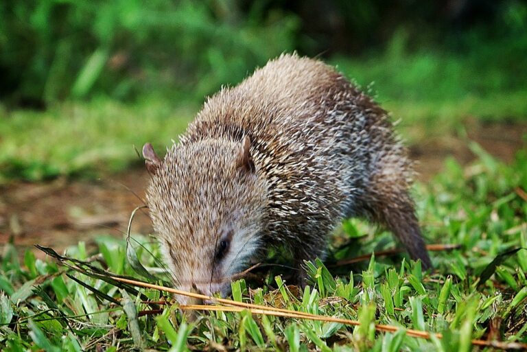 Meet the Tenrec: The Mammal That Can Hibernate for Nine Months Straight ...