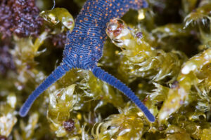 The Velvet Worm Hunts With Slime—and Shoots It Faster Than You Can ...