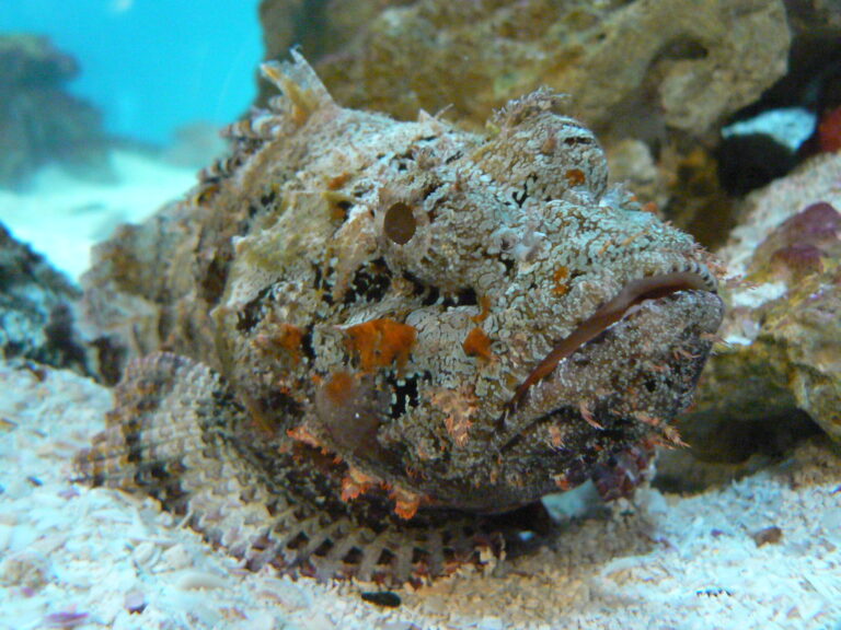 The Stonefish Is One of the Most Venomous Fish in the World—And Almost ...